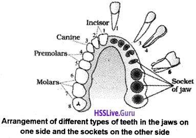 Plus One Zoology Notes Chapter 5 Digestion and Absorption - HSSLive